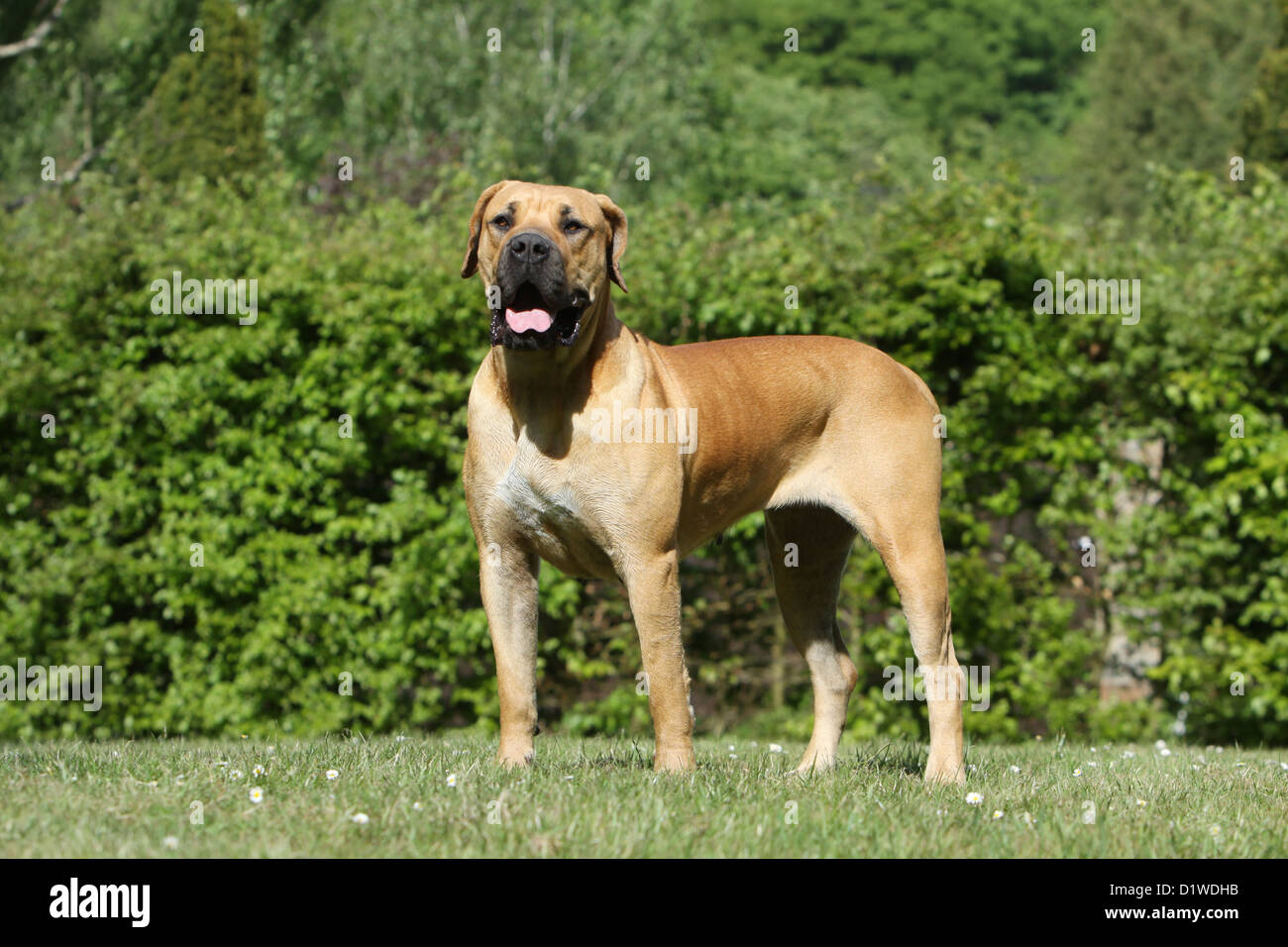 Dog Boerboel / Boerbull / South African Mastiff adult standing Stock ...