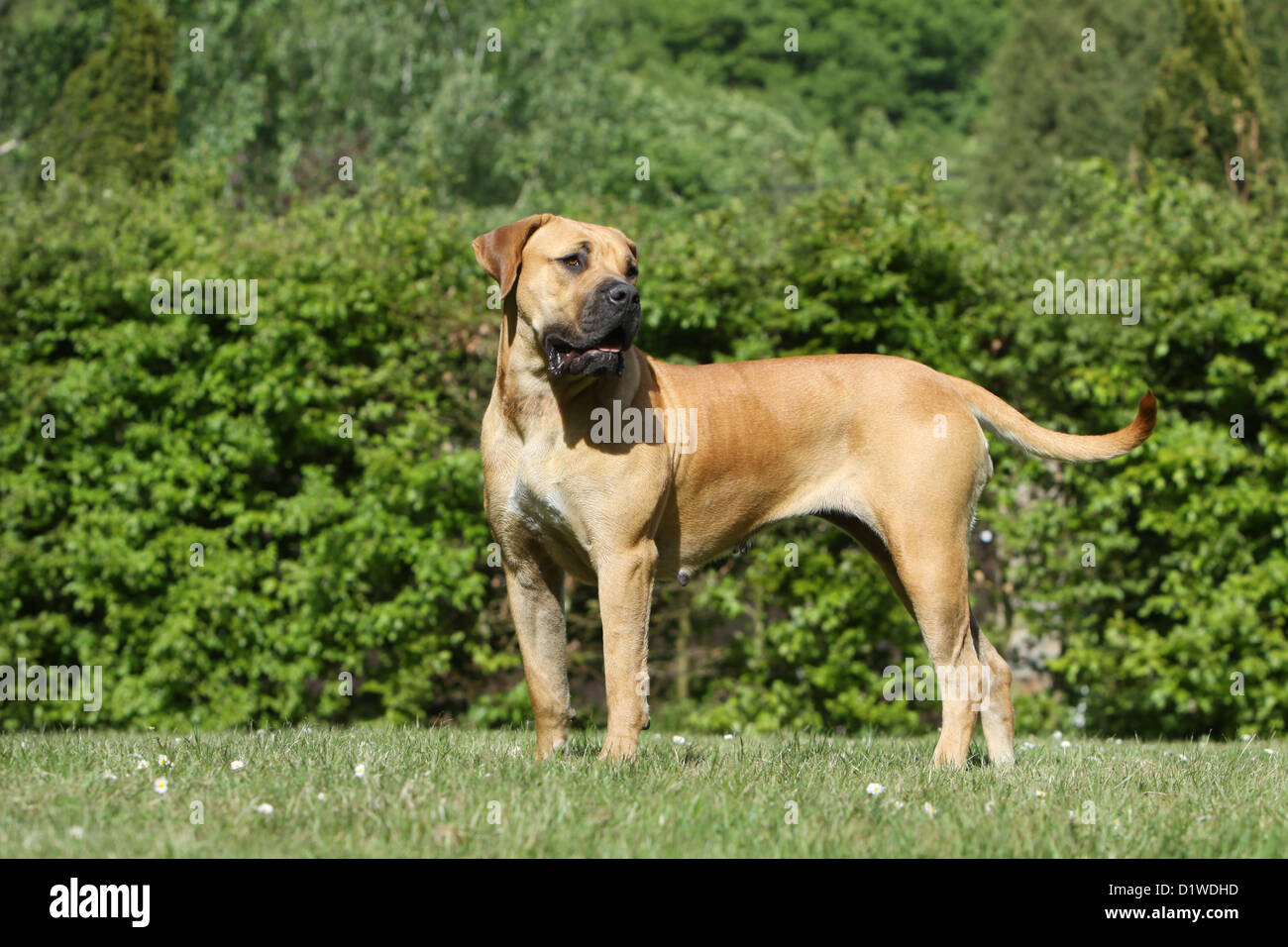 Dog Boerboel / Boerbull / South African Mastiff adult standing Stock ...
