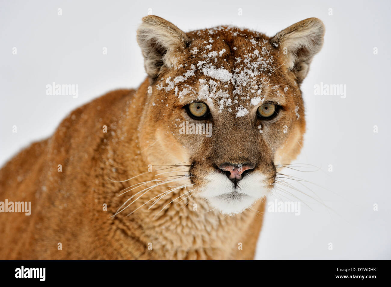 Cougar, Puma, Mountain lion (Puma concolor), captive raised specimen ...