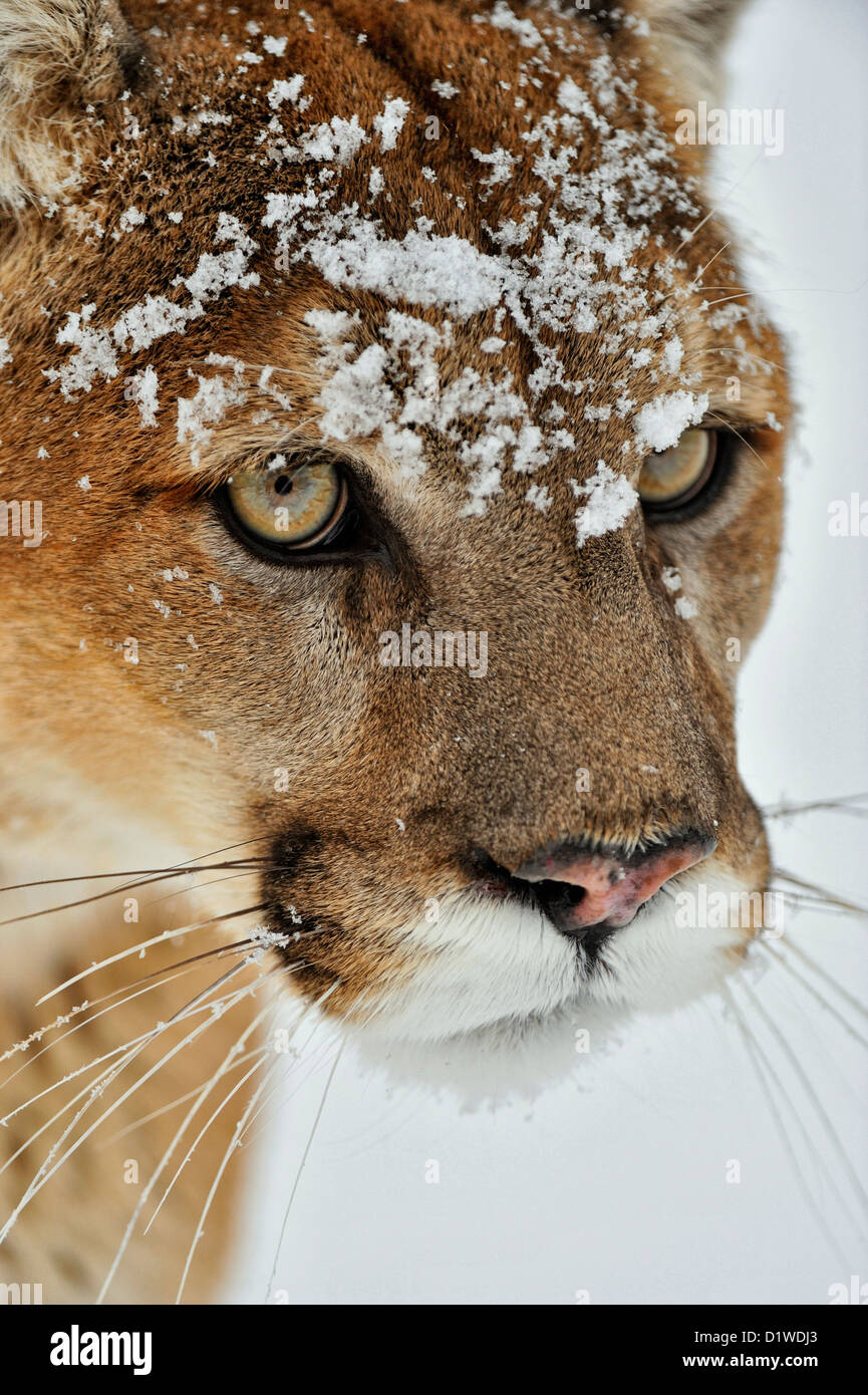 Cougar, Puma, Mountain lion (Puma concolor), captive raised specimen ...
