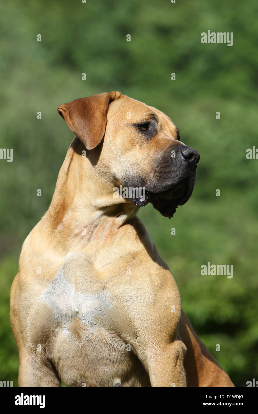 Dog Boerboel / Boerbull / South African Mastiff adult portrait profile ...