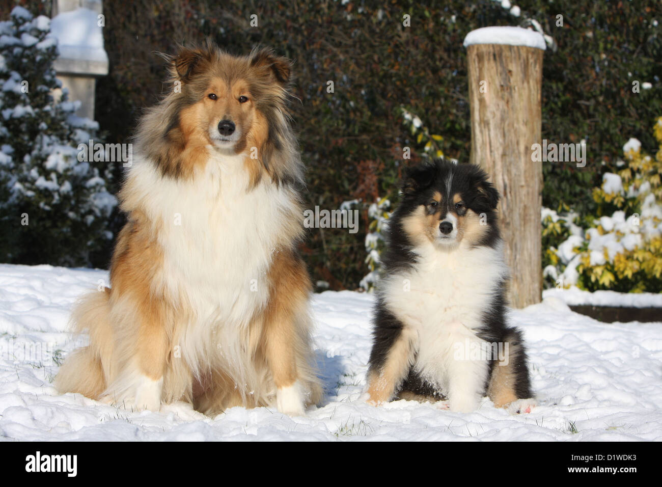 Dog Rough Collie / Scottish Collie adult and puppy (sable and tricolor ...