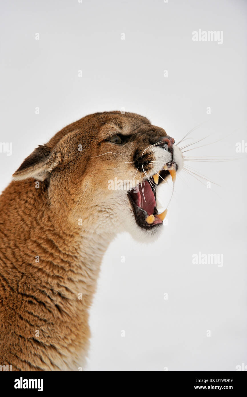 Cougar, Puma, Mountain lion (Puma concolor) Snarling, captive raised ...