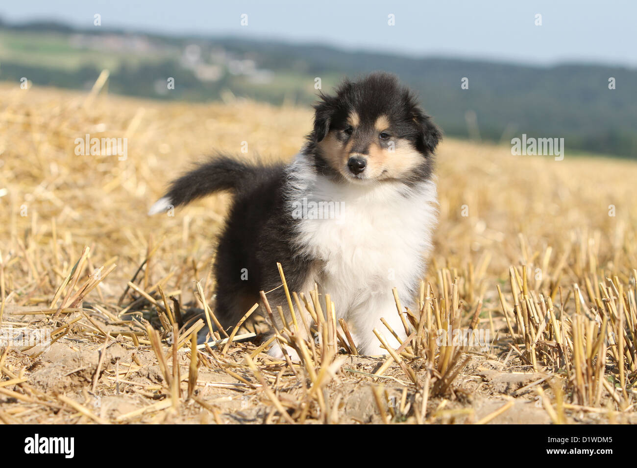 Dog Rough Collie / Scottish Collie puppy (tricolor) standing in a field ...