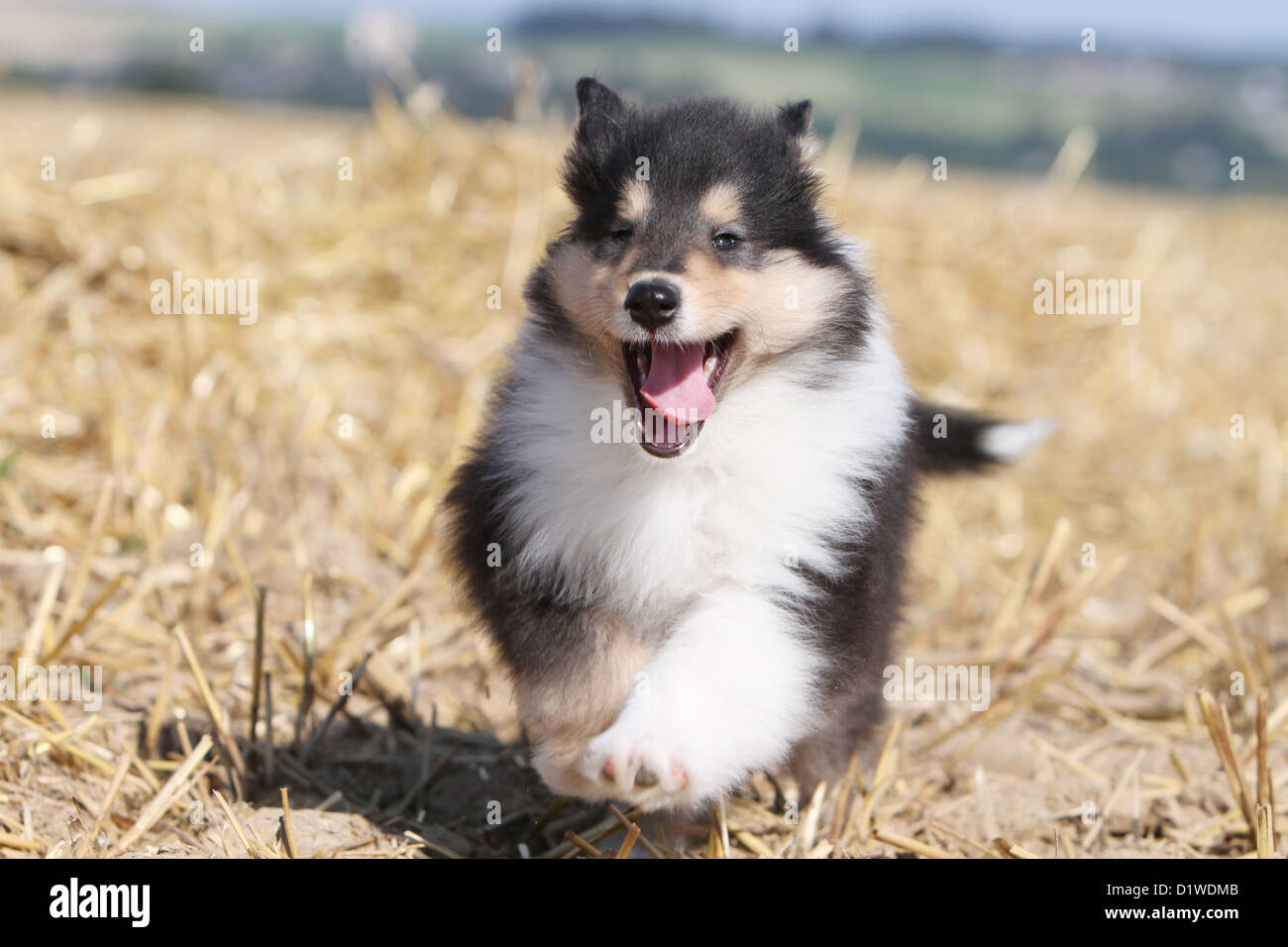 Dog Rough Collie / Scottish Collie puppy (tricolor) running in a field ...
