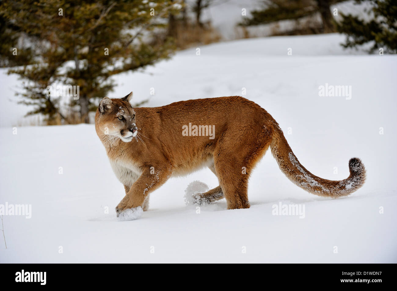 Cougar, Puma, Mountain lion (Puma concolor), captive raised specimen ...
