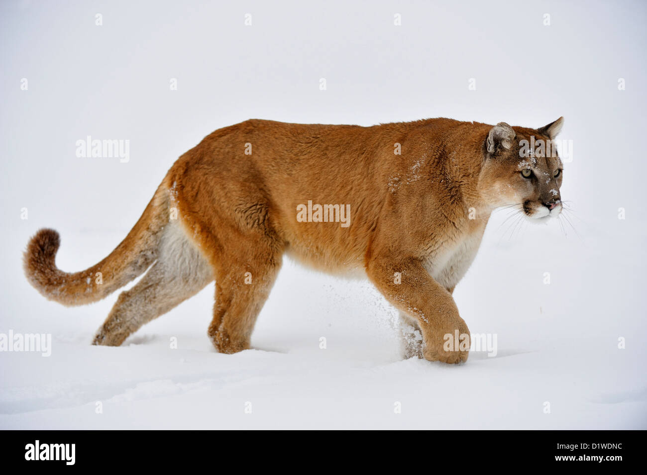 Cougar, Puma, Mountain lion (Puma concolor), captive raised specimen ...