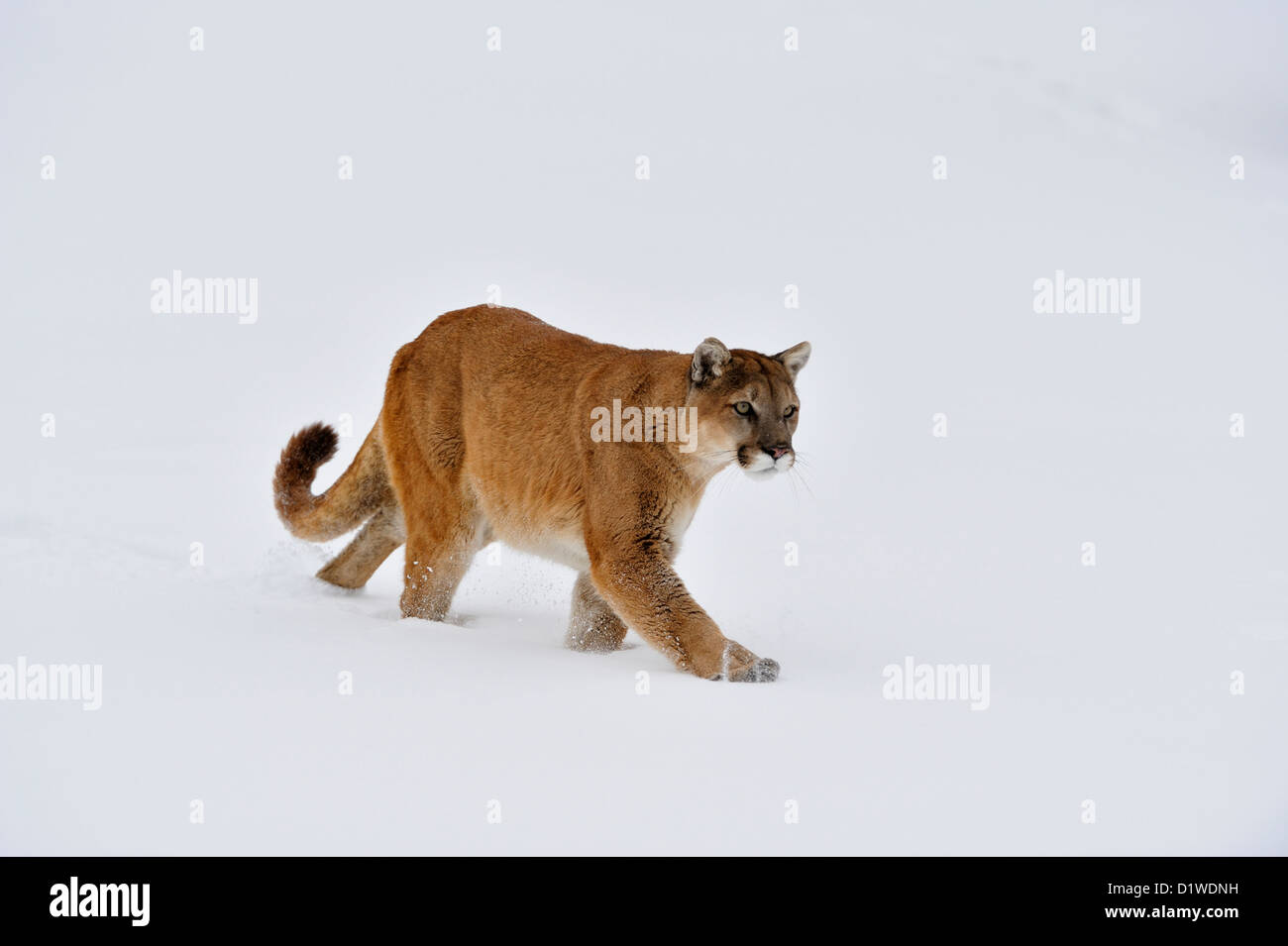 Cougar, Puma, Mountain lion (Puma concolor), captive raised specimen ...