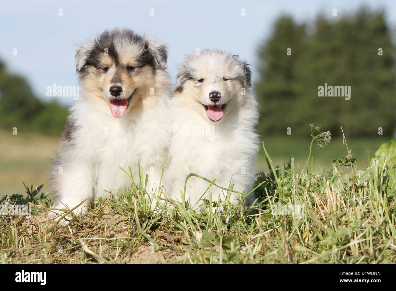 Blue merle rough collie hi-res stock photography and images - Alamy