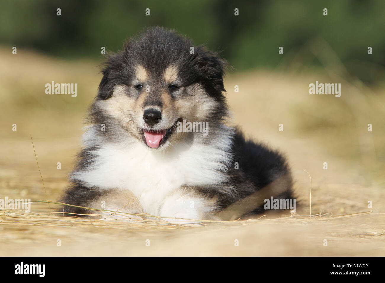 Dog Rough Collie / Scottish Collie puppy (tricolor) lying in a field ...