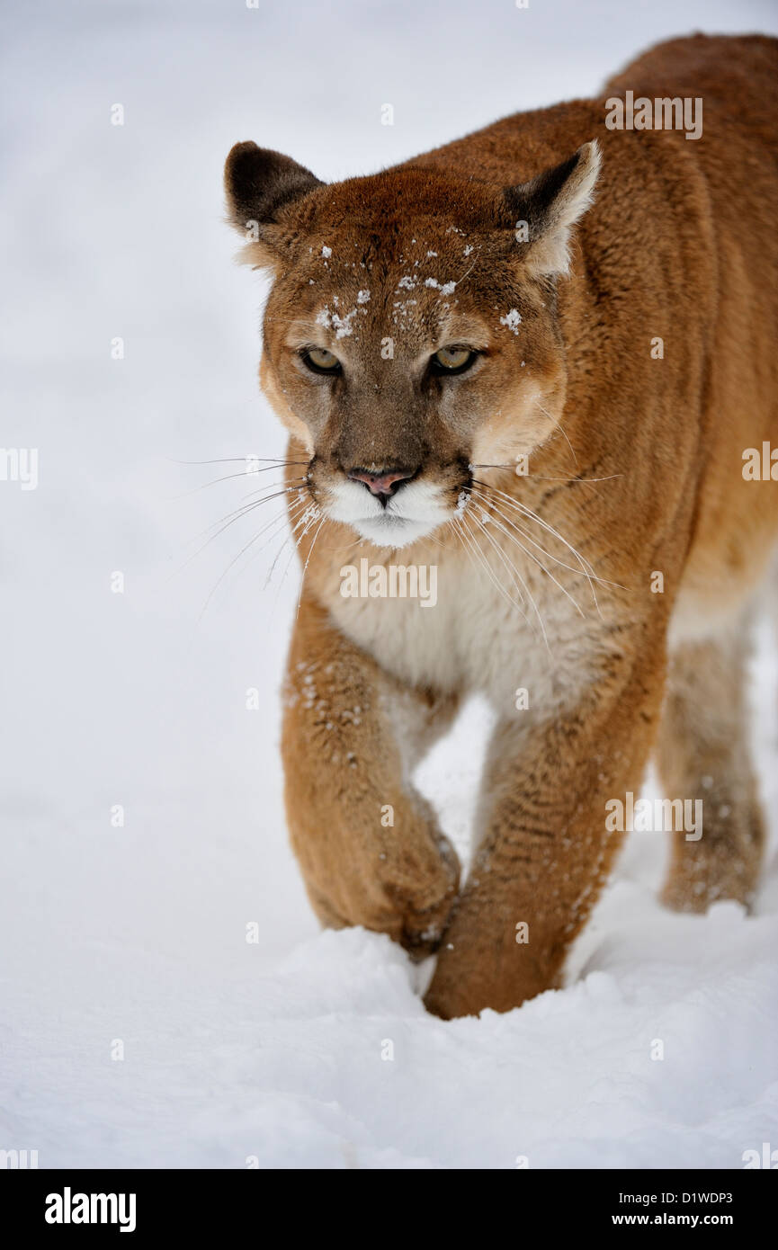 Puma concolor hi-res stock photography and images - Alamy