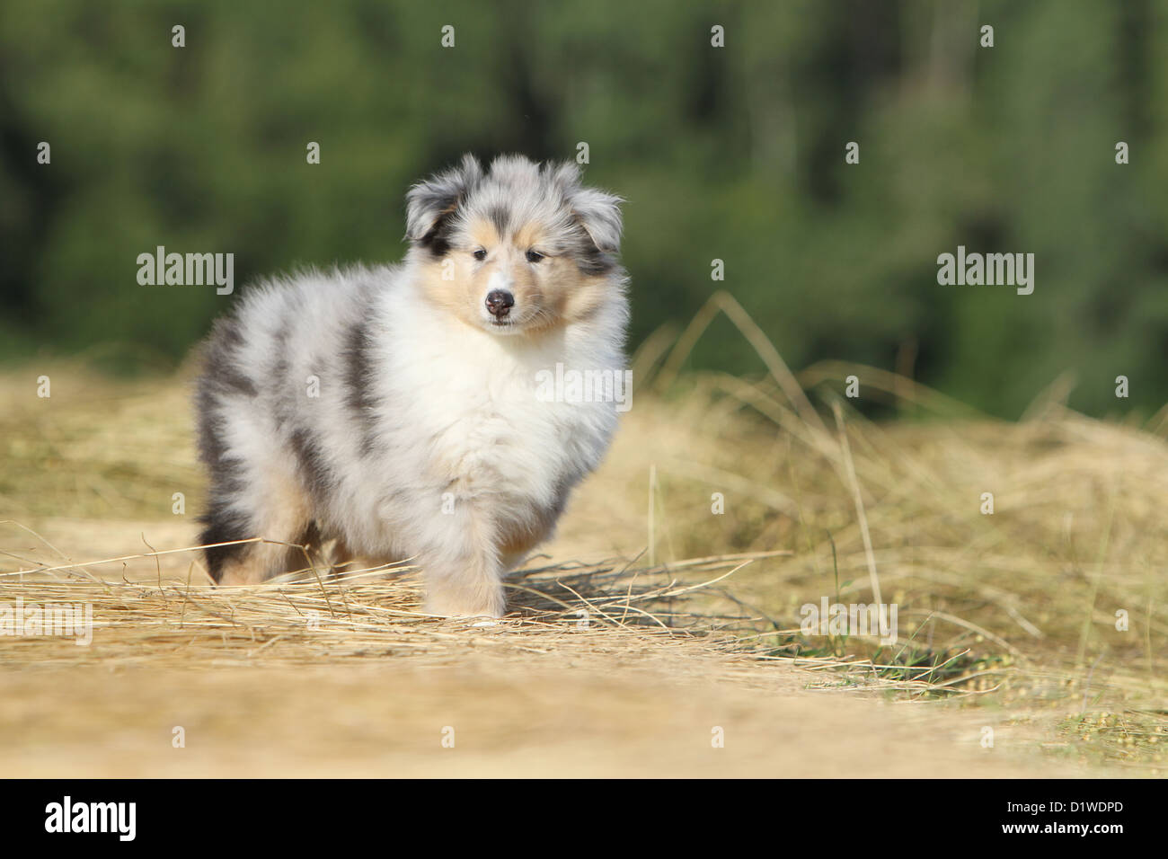 Dog Rough Collie / Scottish Collie puppy (blue Merle) standing in a ...