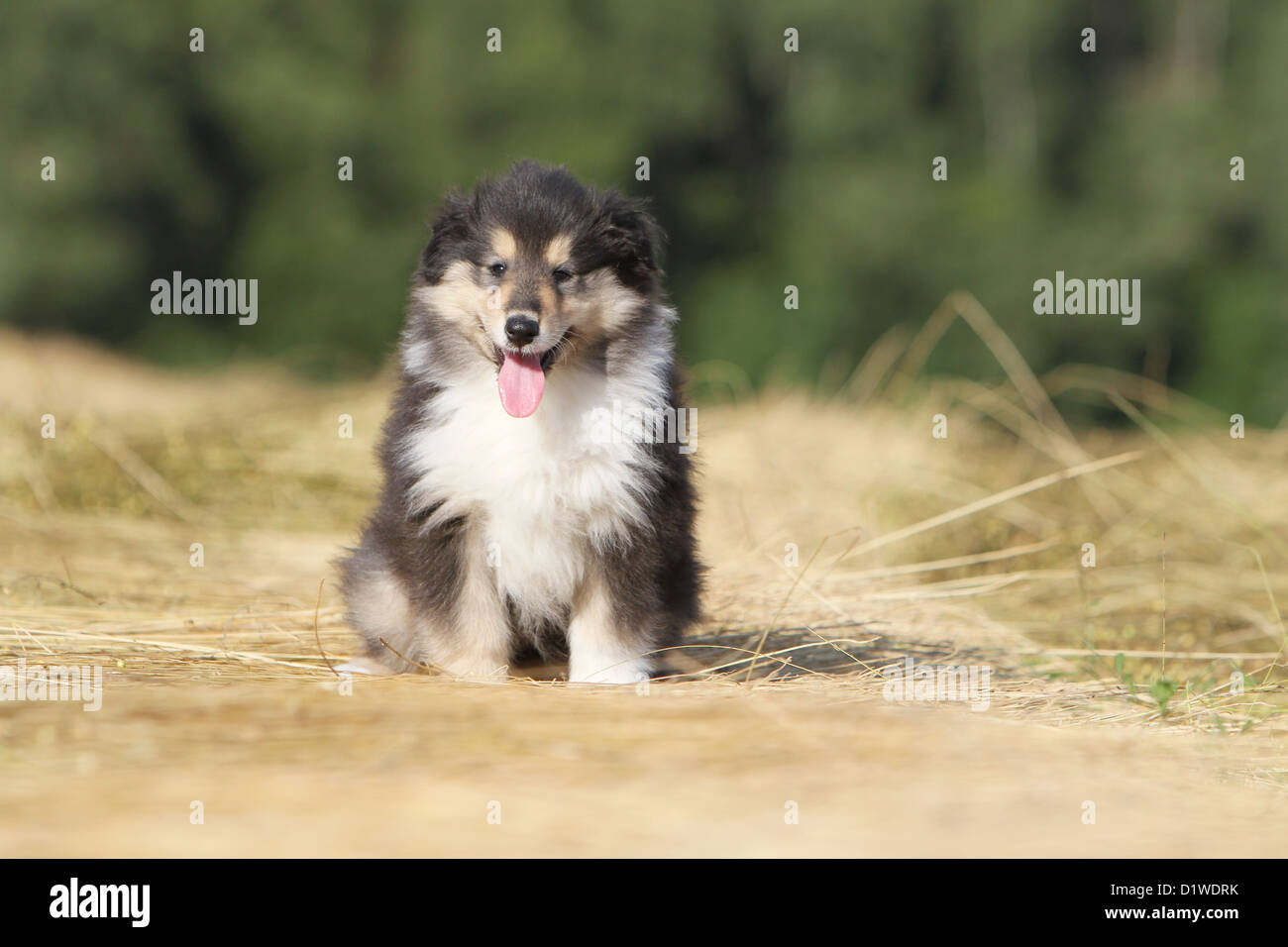 Dog Rough Collie / Scottish Collie puppy (tricolor) sitting in a field ...