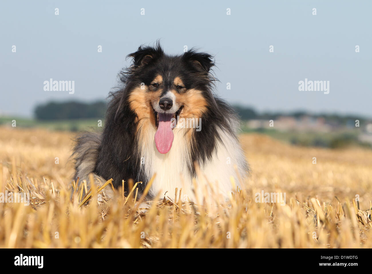 Dog Rough Collie / Scottish Collie adult standing (tricolor) in a field ...