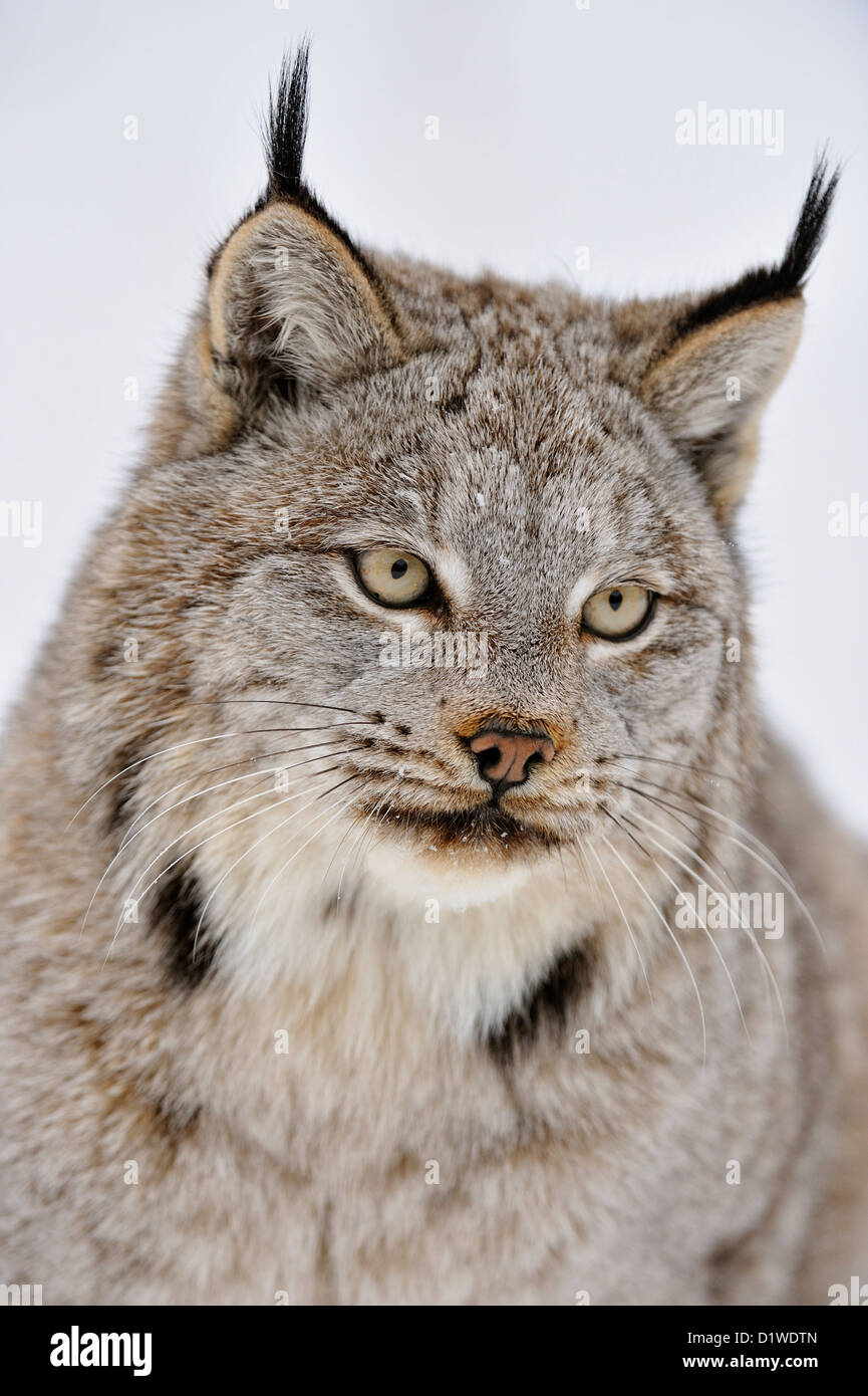 Lynx canadensis snow hi-res stock photography and images - Alamy