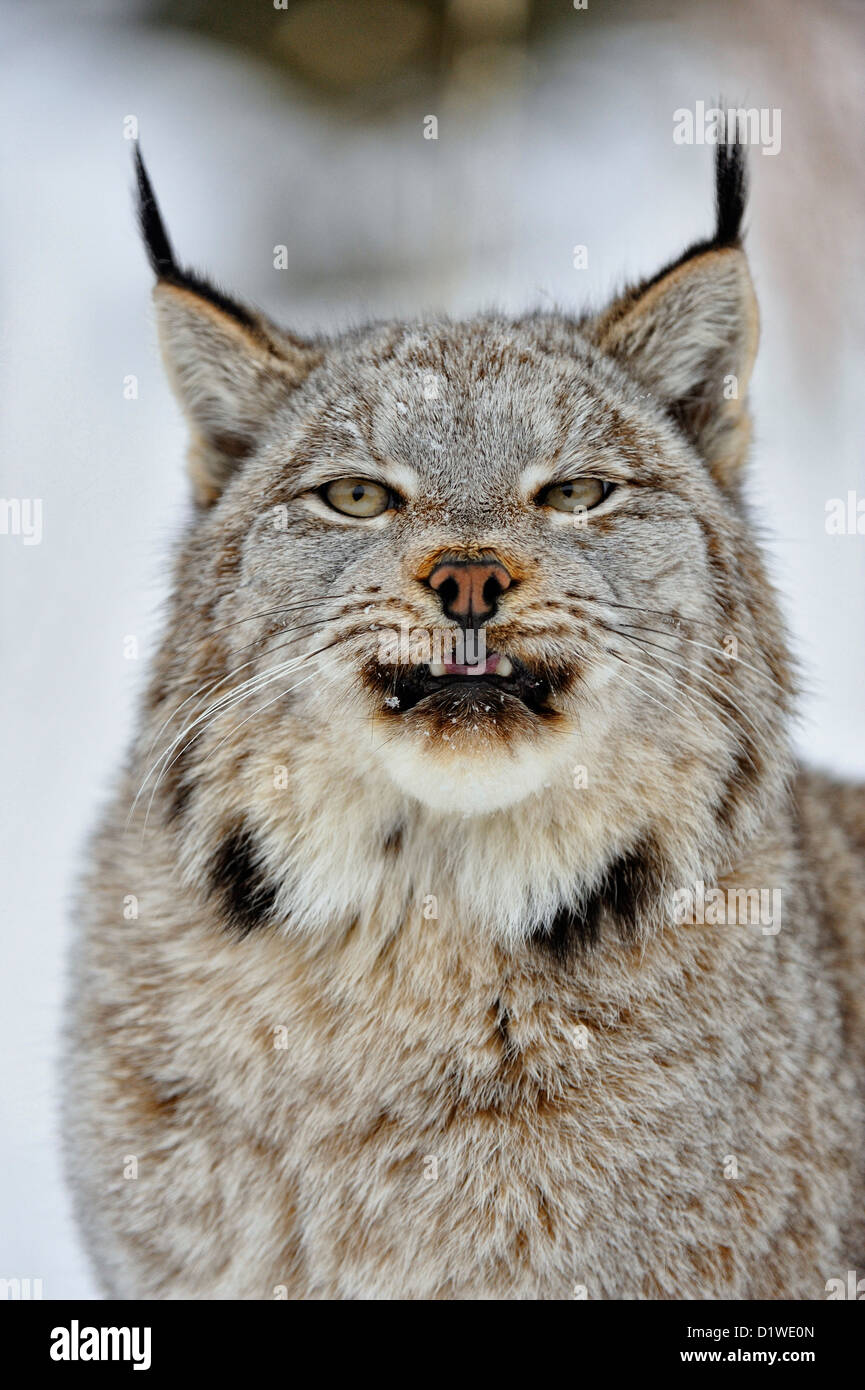 Lynx canadensis snow hi-res stock photography and images - Alamy