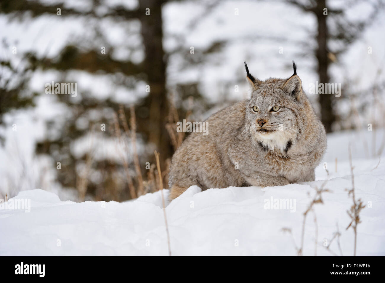 Canada lynx (Lynx canadensis), captive raised specimen, Bozeman Montana ...