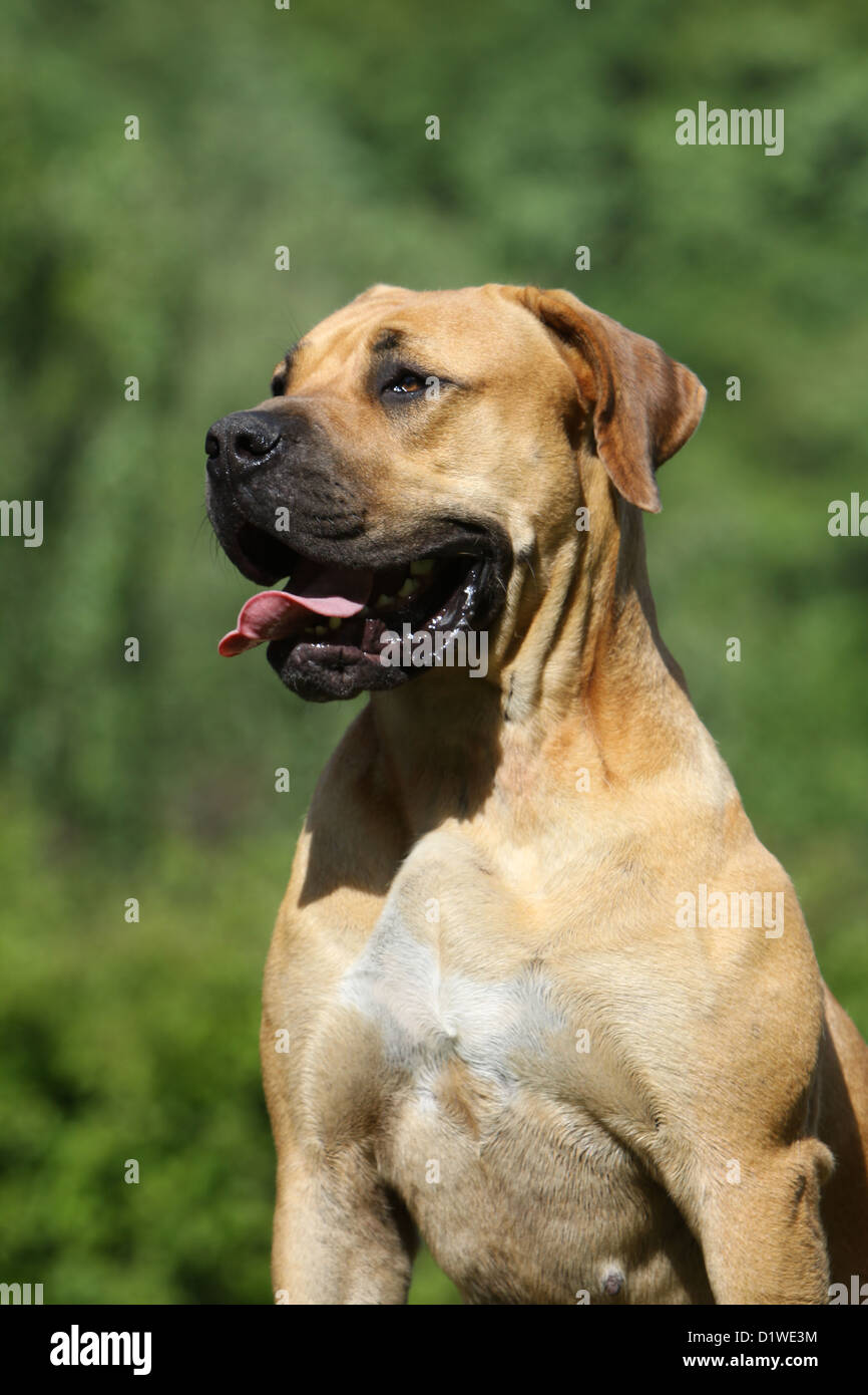 Dog Boerboel / Boerbull / South African Mastiff adult portrait profile ...