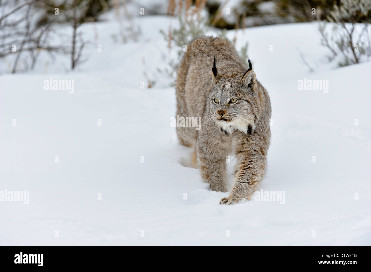 Lynx Canadensis Snow High Resolution Stock Photography and Images - Alamy