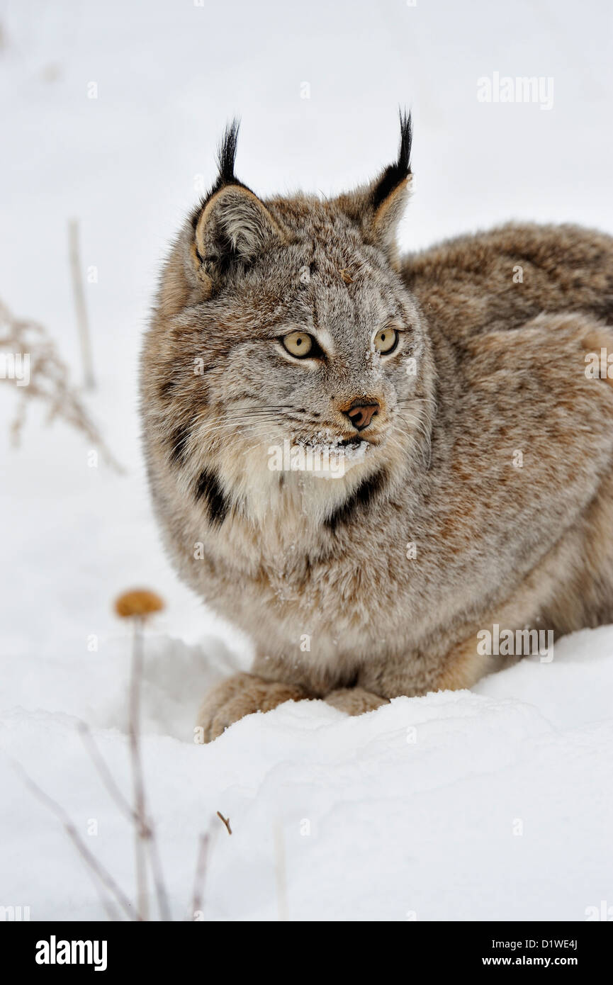 Canada lynx (Lynx canadensis), captive raised specimen, Bozeman Montana ...