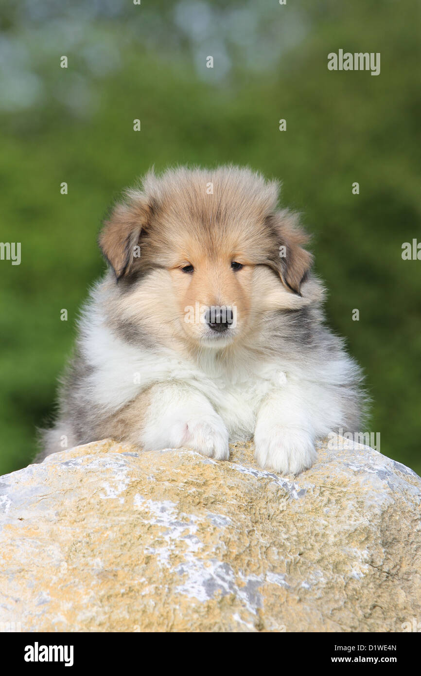 Dog Rough Collie / Scottish Collie puppy (sable-white) lying on a rock ...
