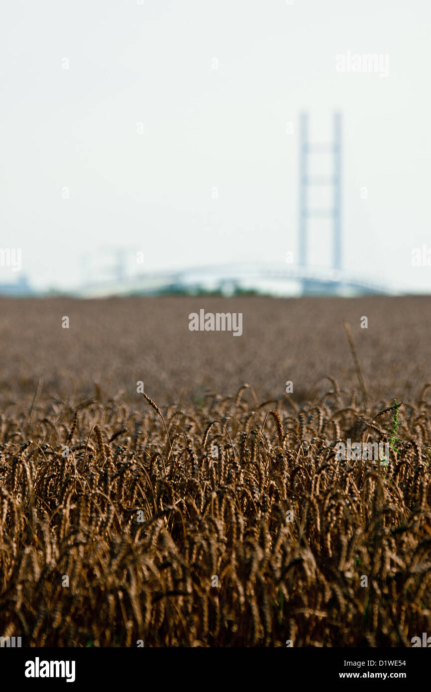 Rugen bridge stralsund hi-res stock photography and images - Alamy