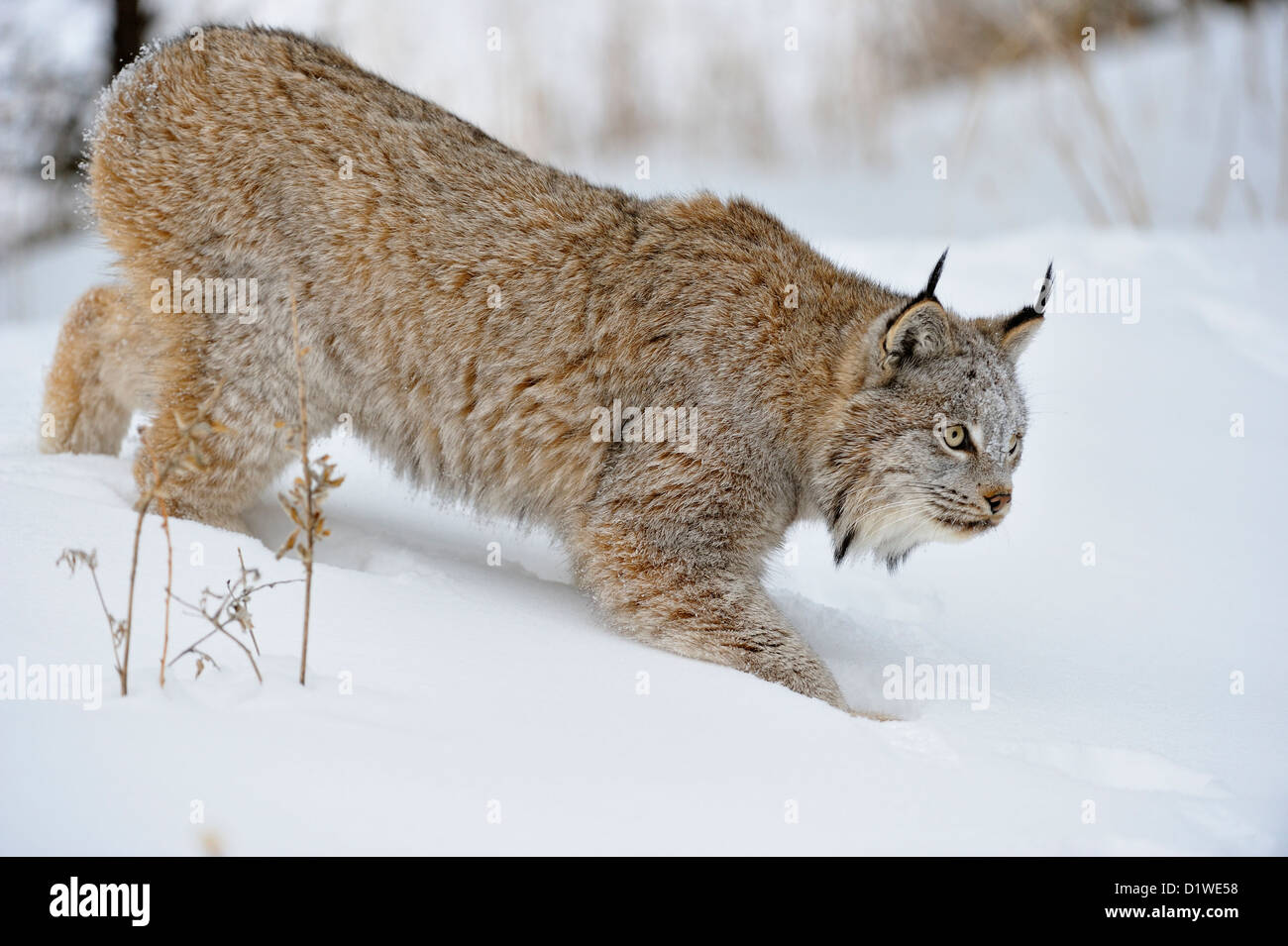 Canada lynx (Lynx canadensis), captive raised specimen, Bozeman Montana ...