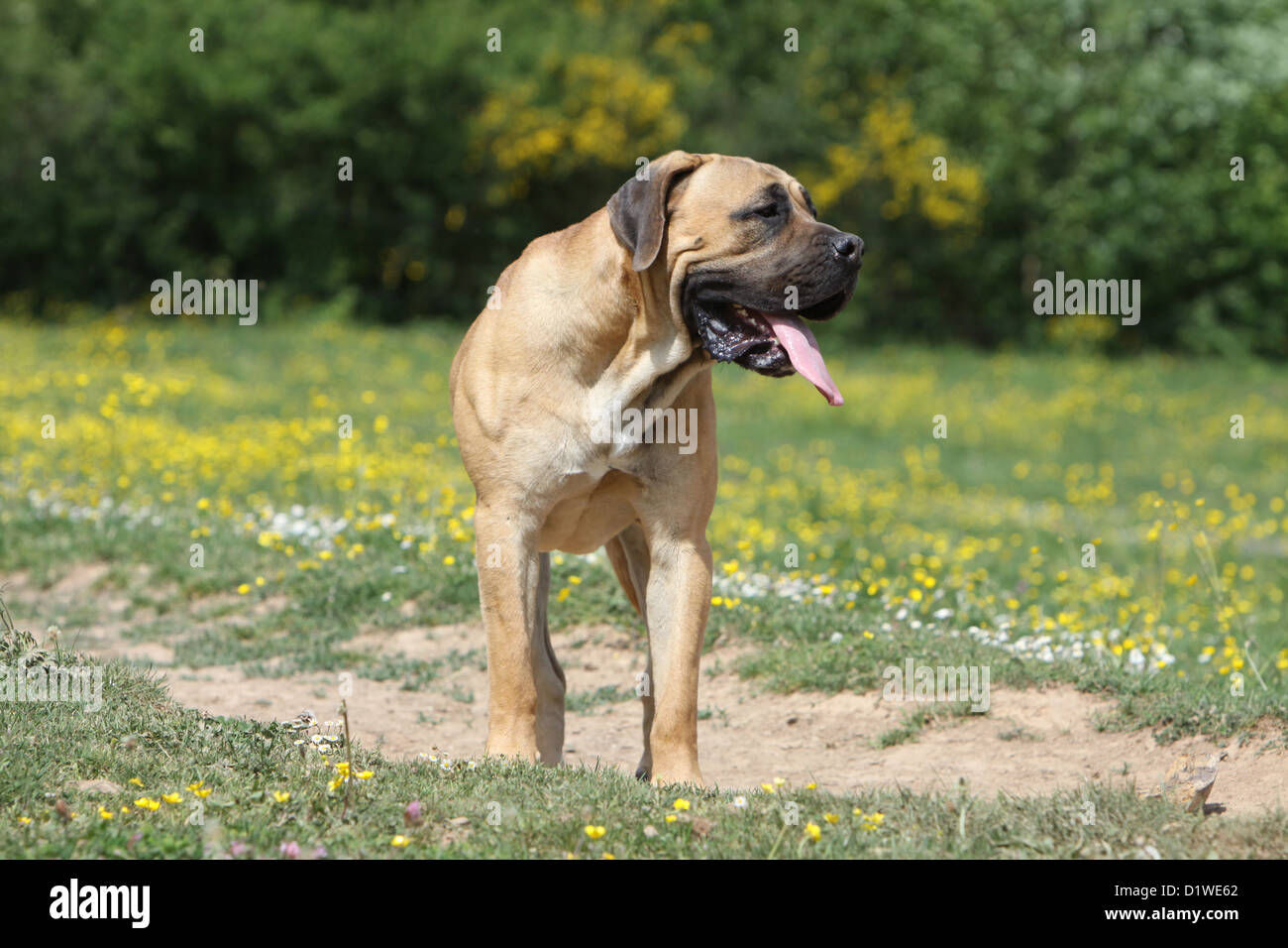 Dog Boerboel / Boerbull / South African Mastiff adult standing Stock ...