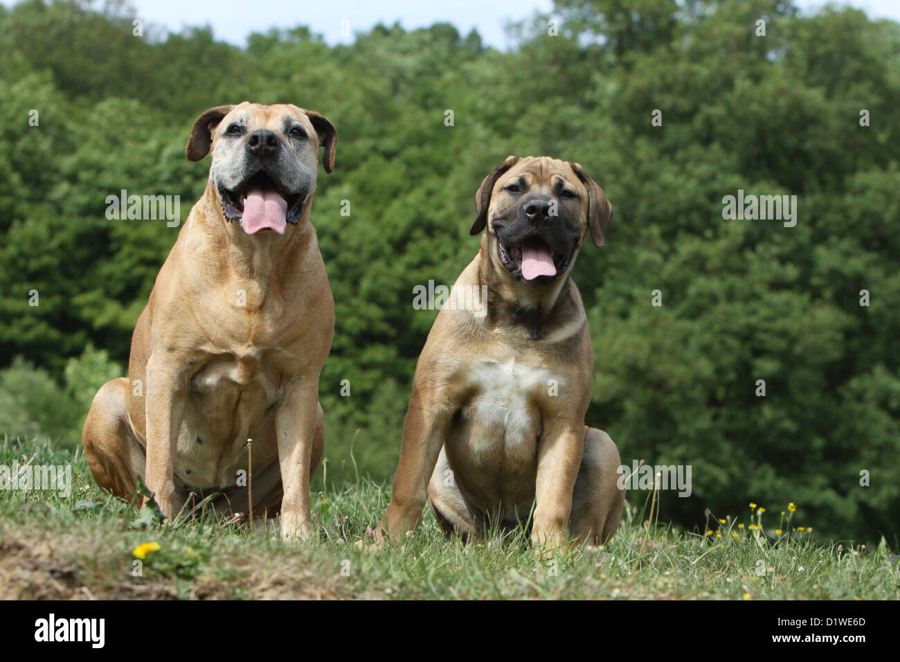 Dog Boerboel / Boerbull / South African Mastiff Old adult and puppy ...