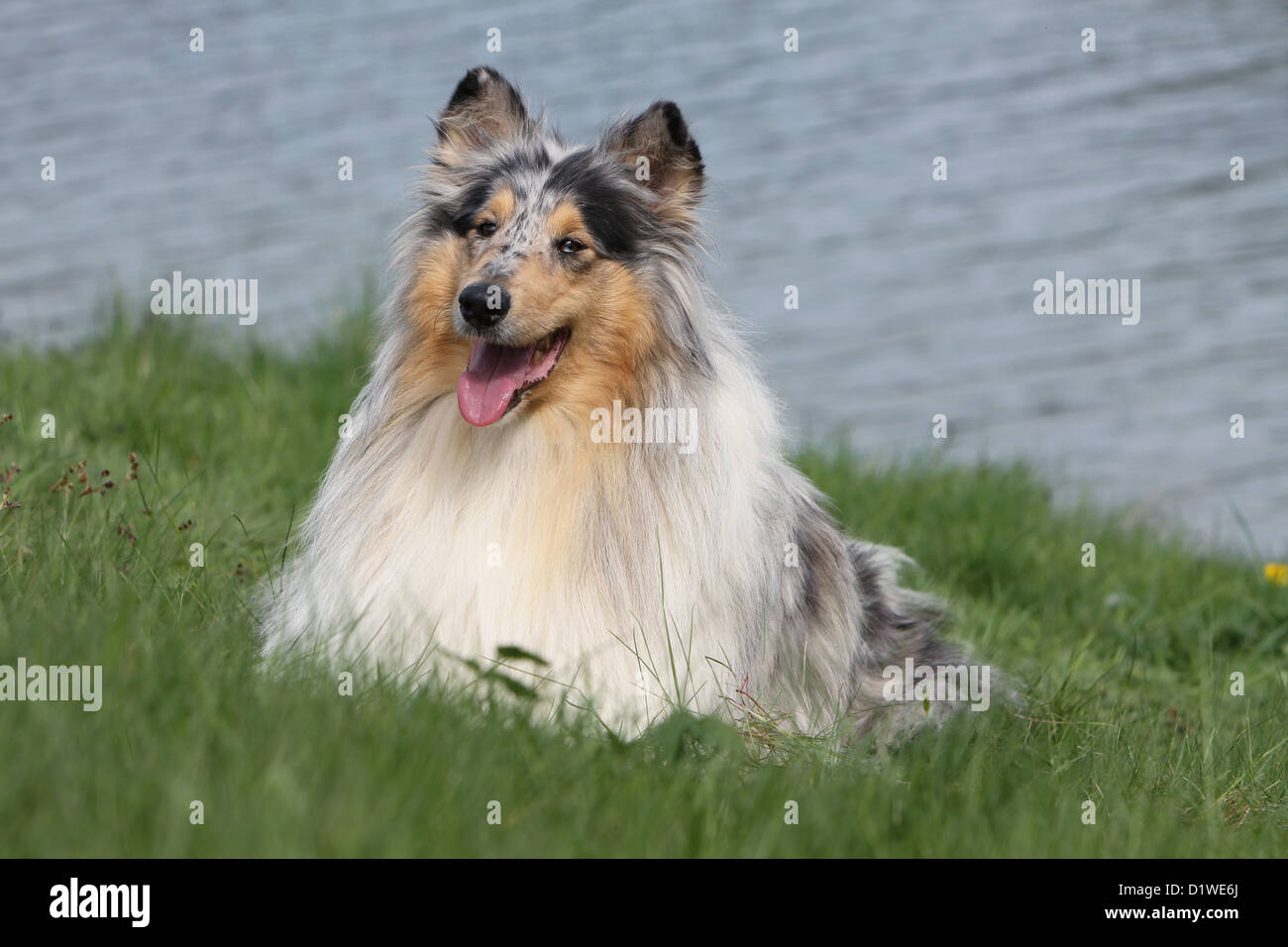 Dog Rough Collie / Scottish Collie adult (blue Merle) lying down on the ...