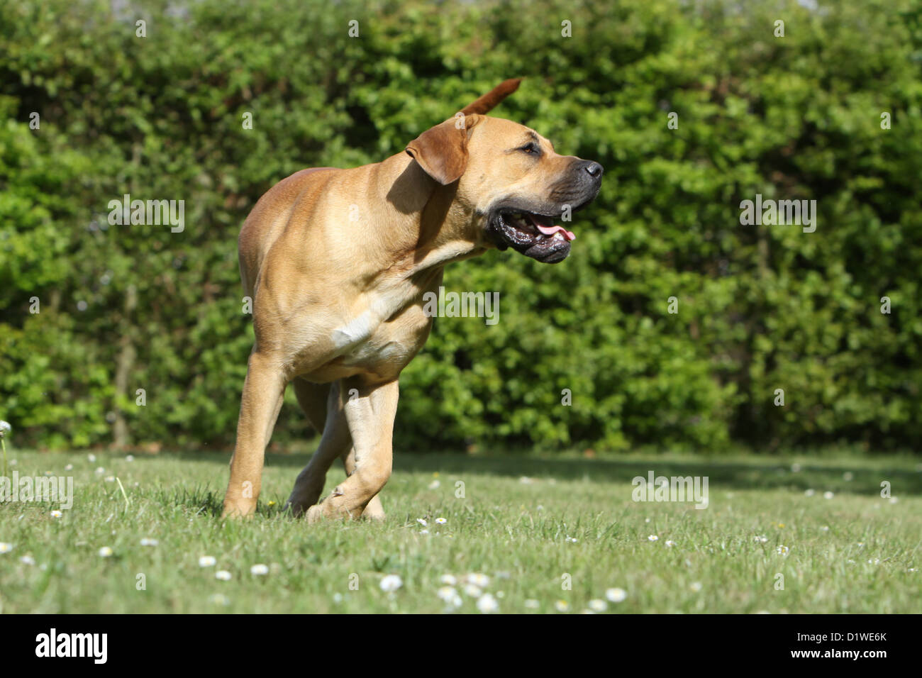 Dog Boerboel / Boerbull / South African Mastiff adult running in a ...