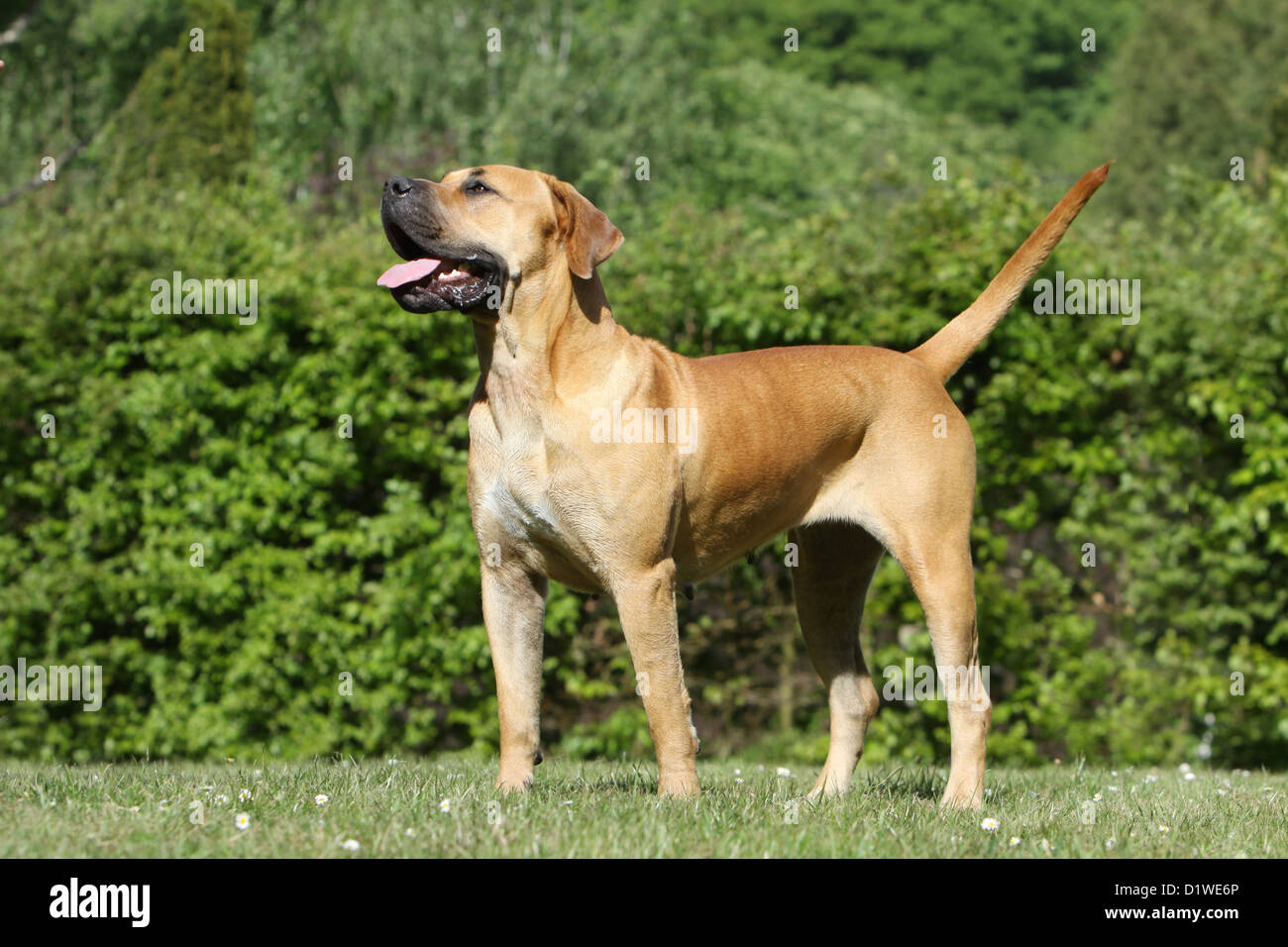 Dog Boerboel / Boerbull / South African Mastiff adult standing Stock ...