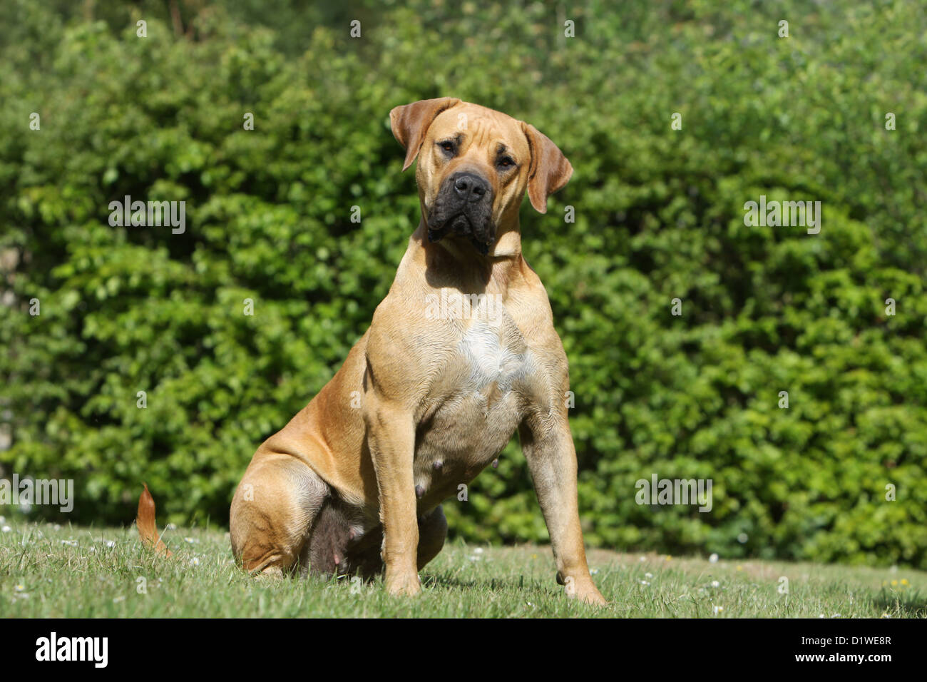 Dog Boerboel / Boerbull / South African Mastiff adult sitting in a ...