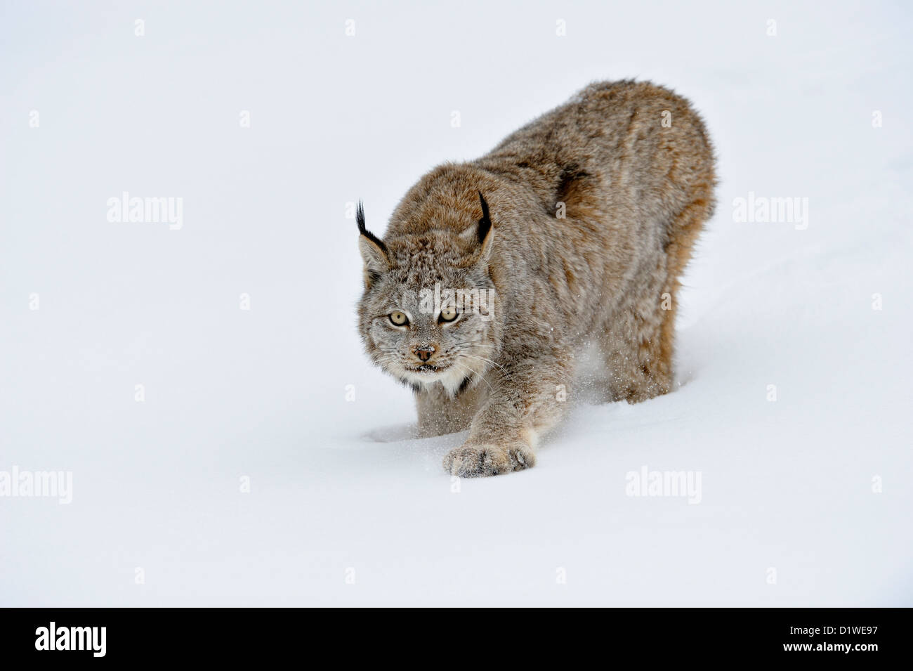 Canada lynx hi-res stock photography and images - Alamy