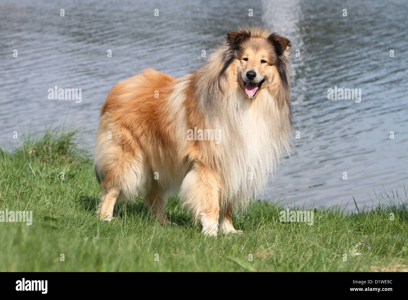 Dog Rough Collie / Scottish Collie adult standing (sable white Stock ...
