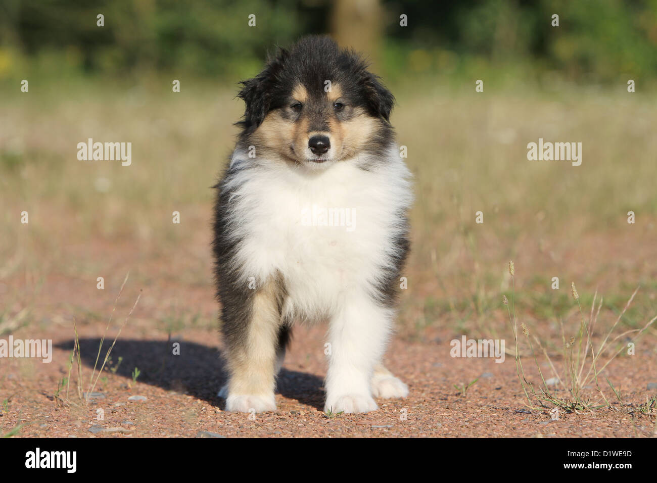 Dog Rough Collie / Scottish Collie puppy (tricolor) standing on the ...