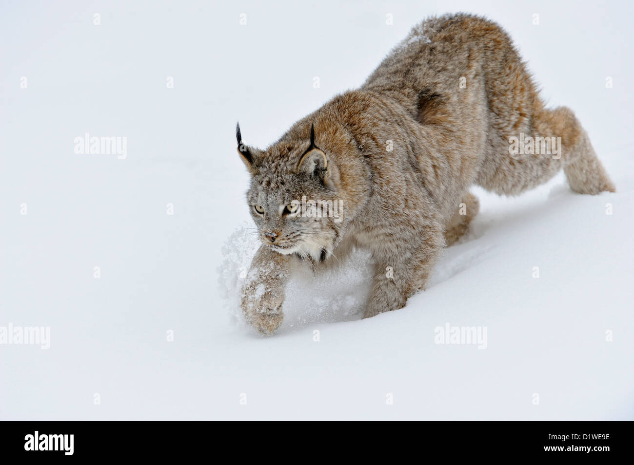 Lynx canadensis hi-res stock photography and images - Alamy