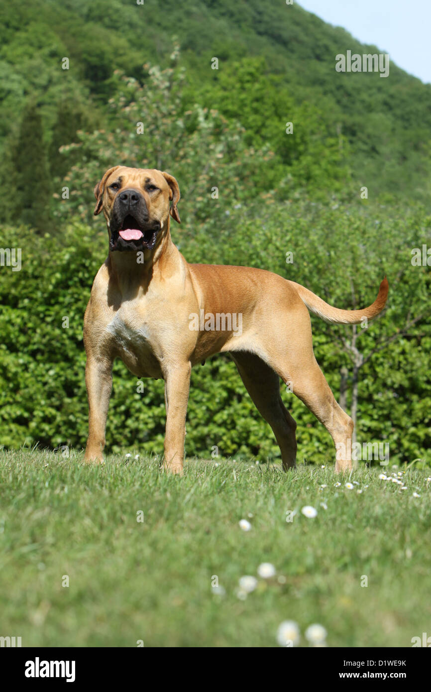 Dog Boerboel / Boerbull / South African Mastiff adult standing Stock ...
