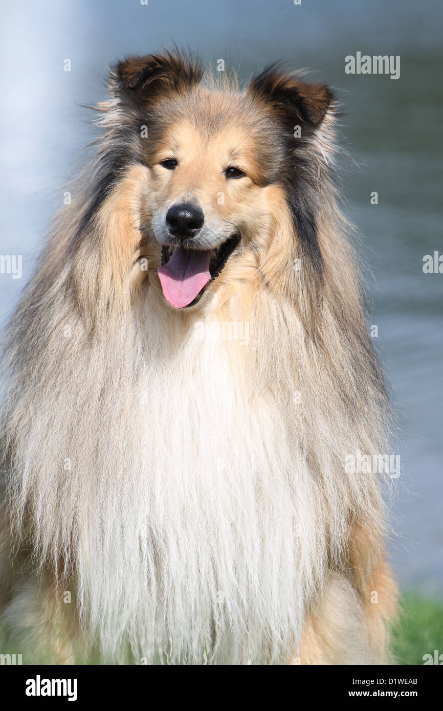 Dog Rough Collie / Scottish Collie adult portrait Stock Photo - Alamy