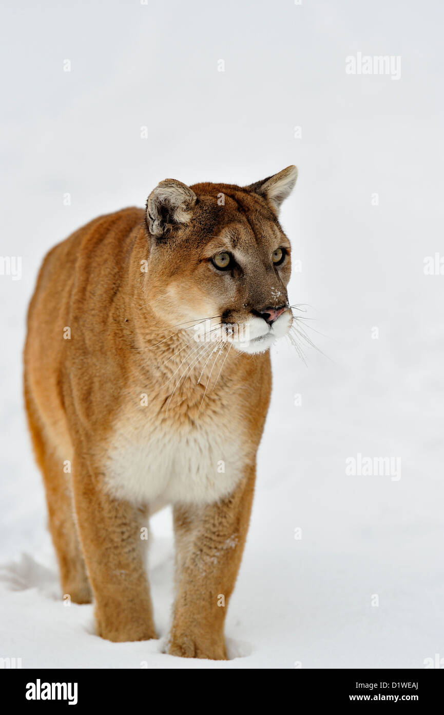 Cougar, Puma, Mountain lion (Puma concolor), captive raised specimen ...