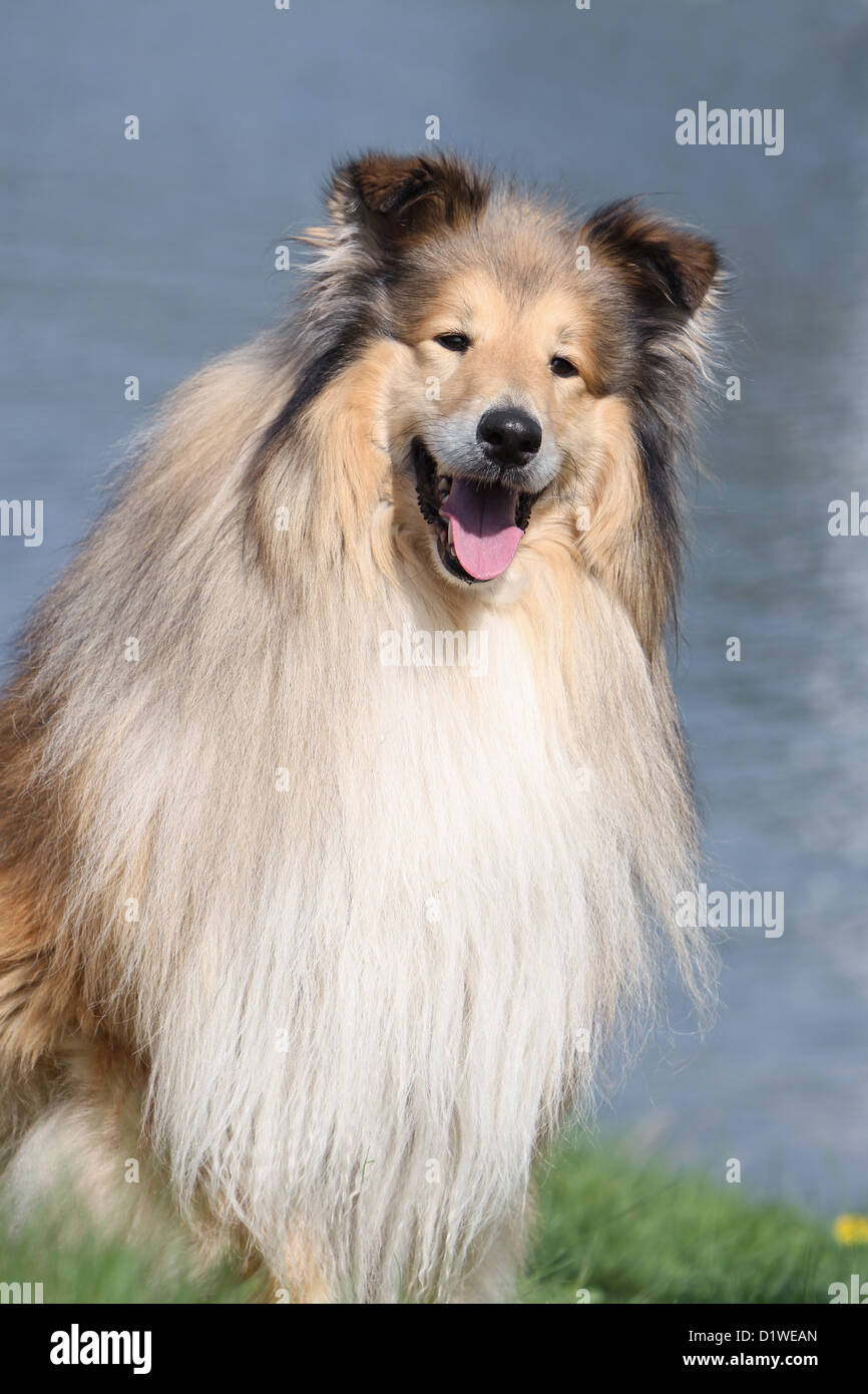 Lassie dog hi-res stock photography and images - Alamy