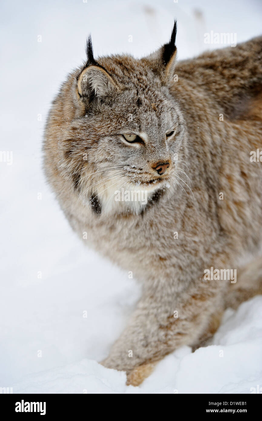 Captive canada lynx canadensis hi-res stock photography and images - Alamy