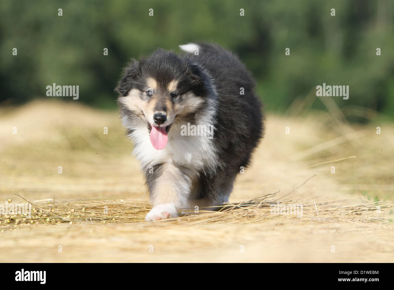 Dog Rough Collie / Scottish Collie puppy (tricolor) running in a field ...