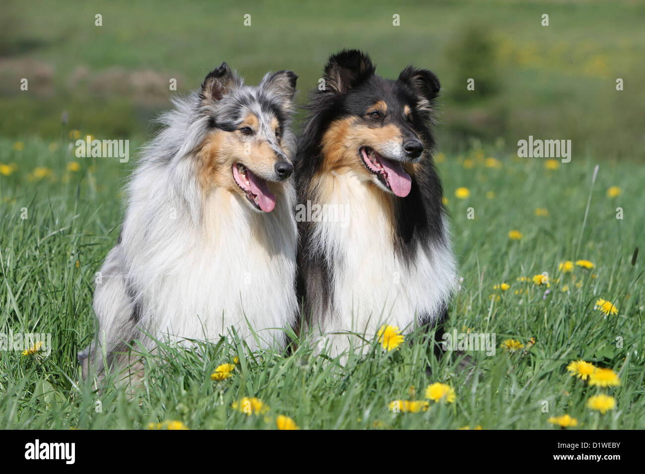 Dog Rough Collie / Scottish Collie two adults (tricolor and blue Merle ...