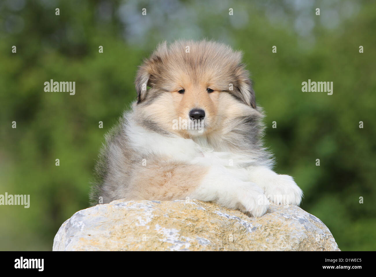 Dog Rough Collie / Scottish Collie puppy (sable-white) lying on a rock ...