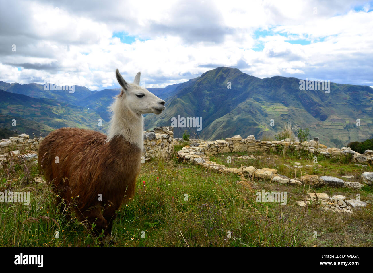 Human sacrifice inca hi-res stock photography and images - Alamy