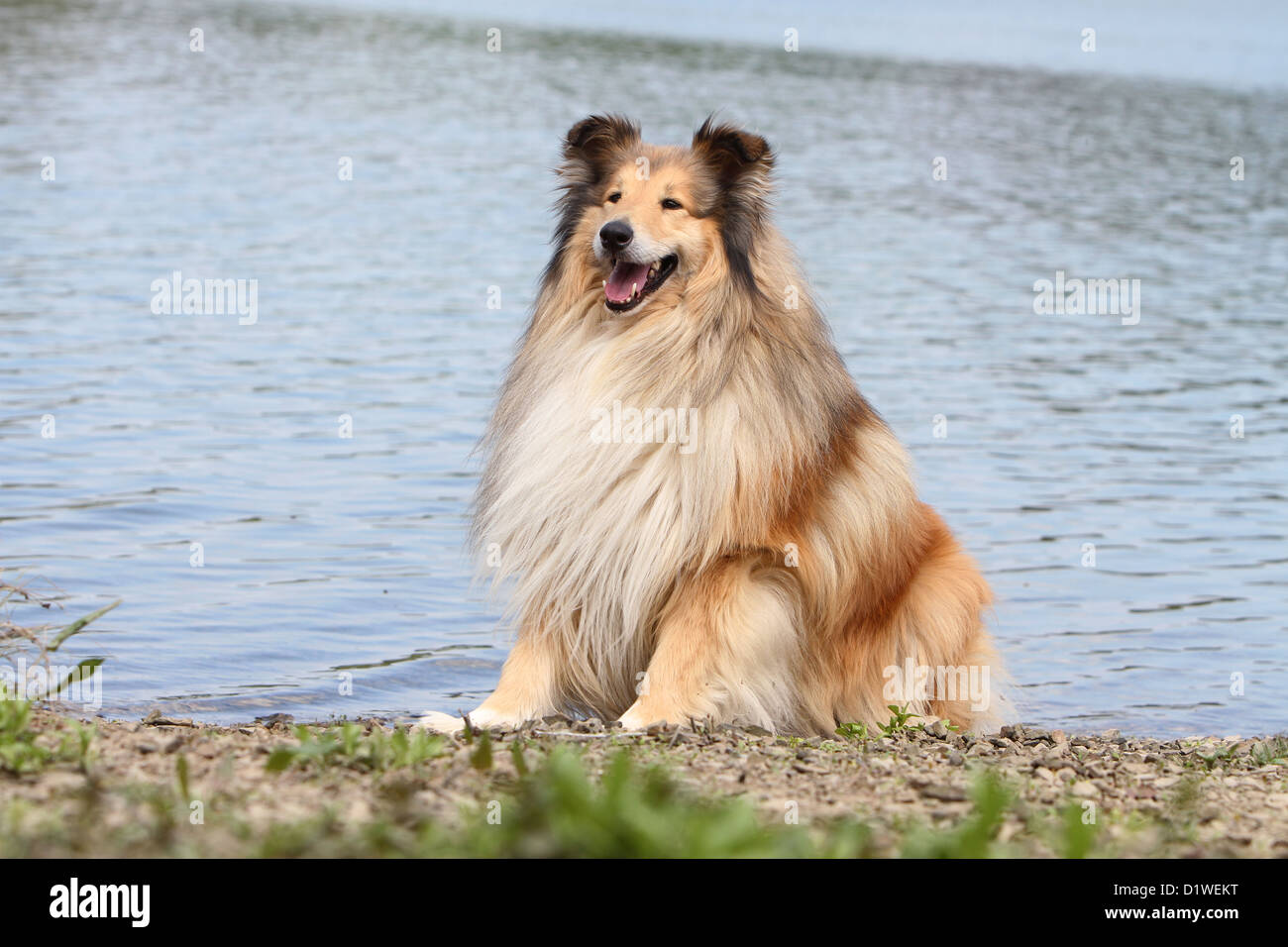 Dog Rough Collie / Scottish Collie adult (sable white) sitting on the ...