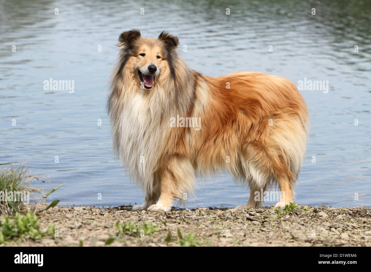 Rough collie hi-res stock photography and images - Alamy