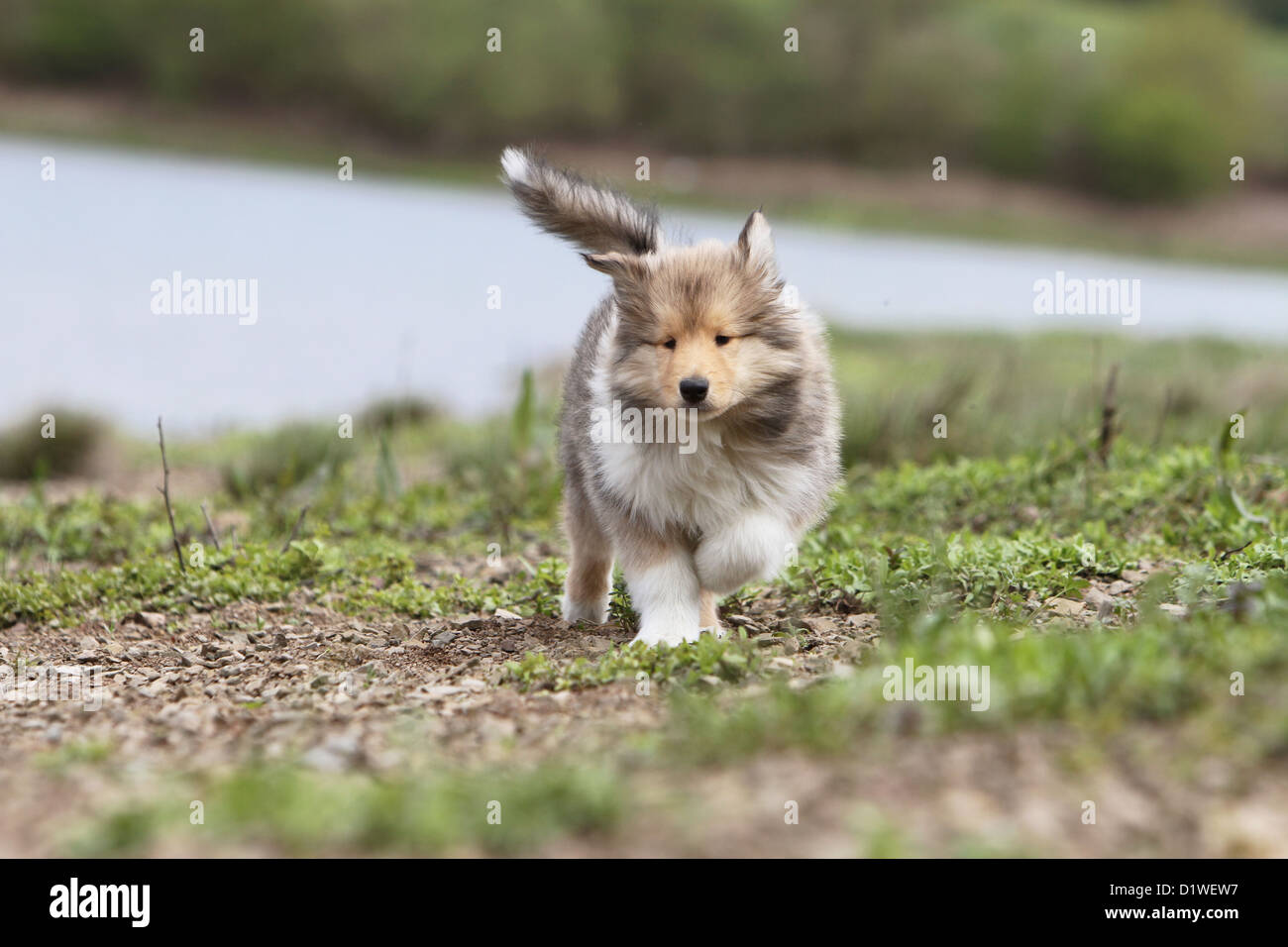 Dog Rough Collie / Scottish Collie puppy (sable-white) running on the ...