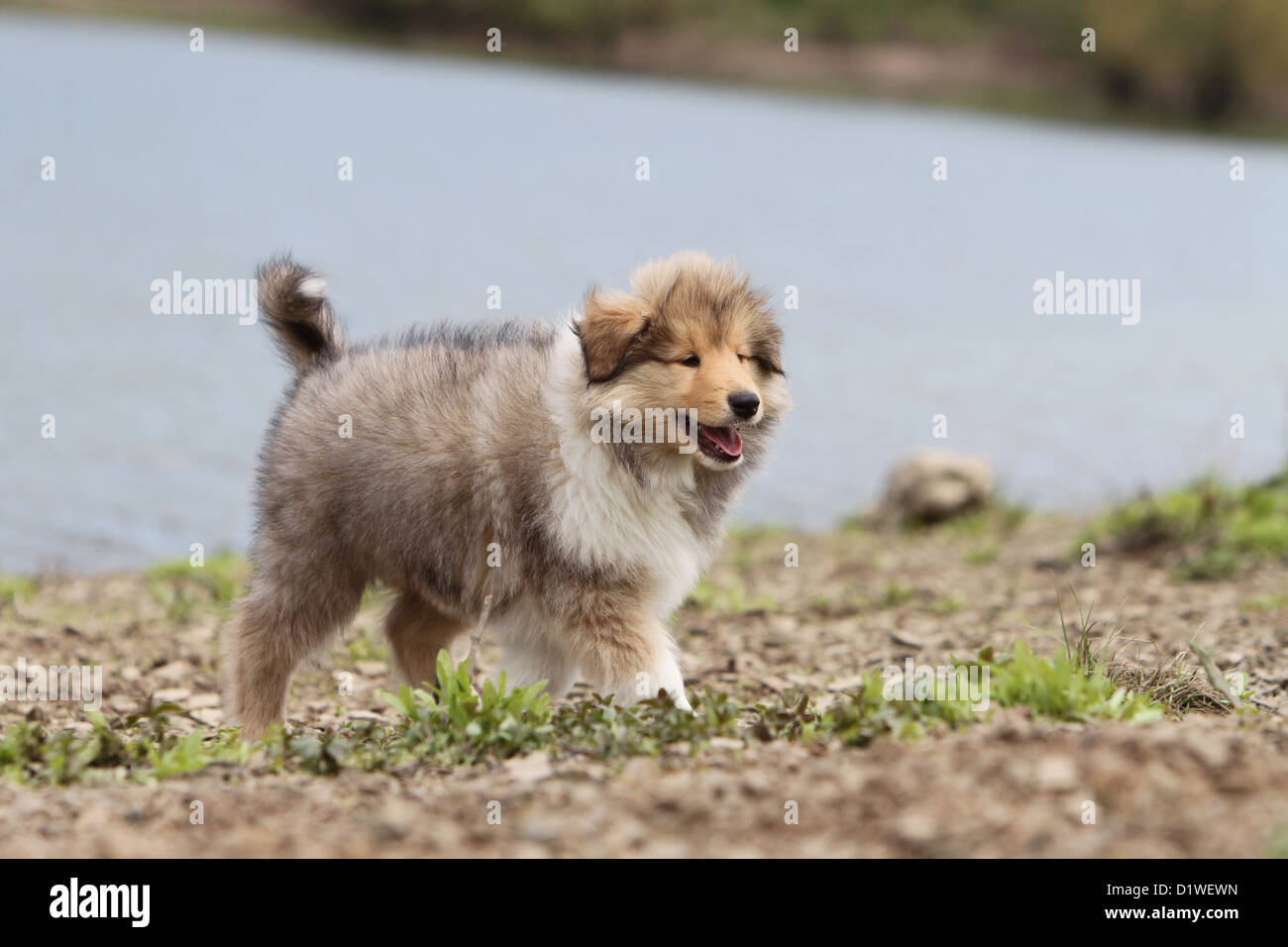 Dog Rough Collie / Scottish Collie puppy (sable-white) walking on the ...